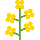 Canola icon in Color Style