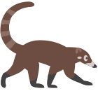 Coati icon in Color Style