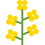 Canola icon in Color Style